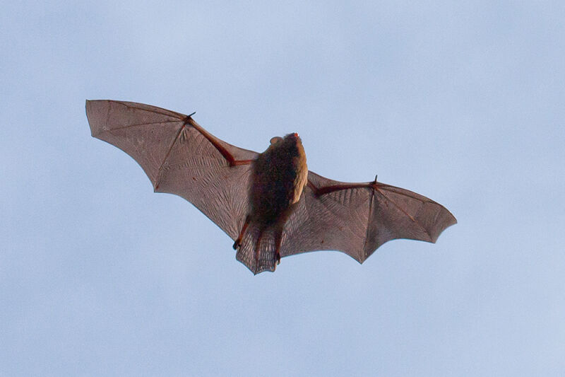 Vleermuisexcursie - ontdek de geheimen van de vleermuizen in het ...